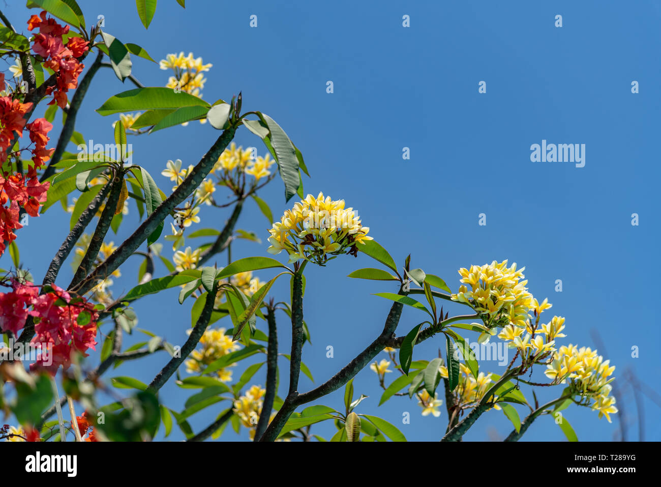 Flowering frangipani tree bali hi-res stock photography and images - Alamy
