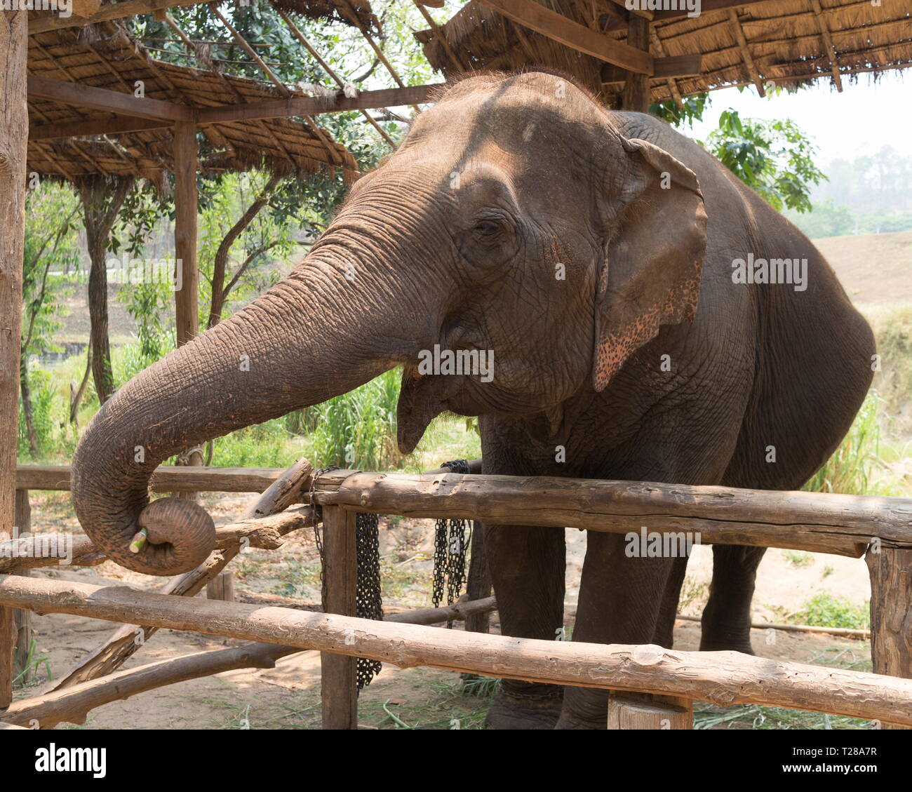 Elephant show at Thai Elephant Conservation Center in Lampang Province ...