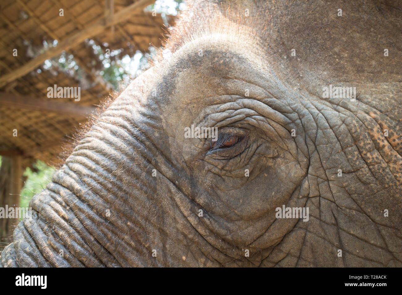 Close-up Asian Elephant eyes Stock Photo - Alamy