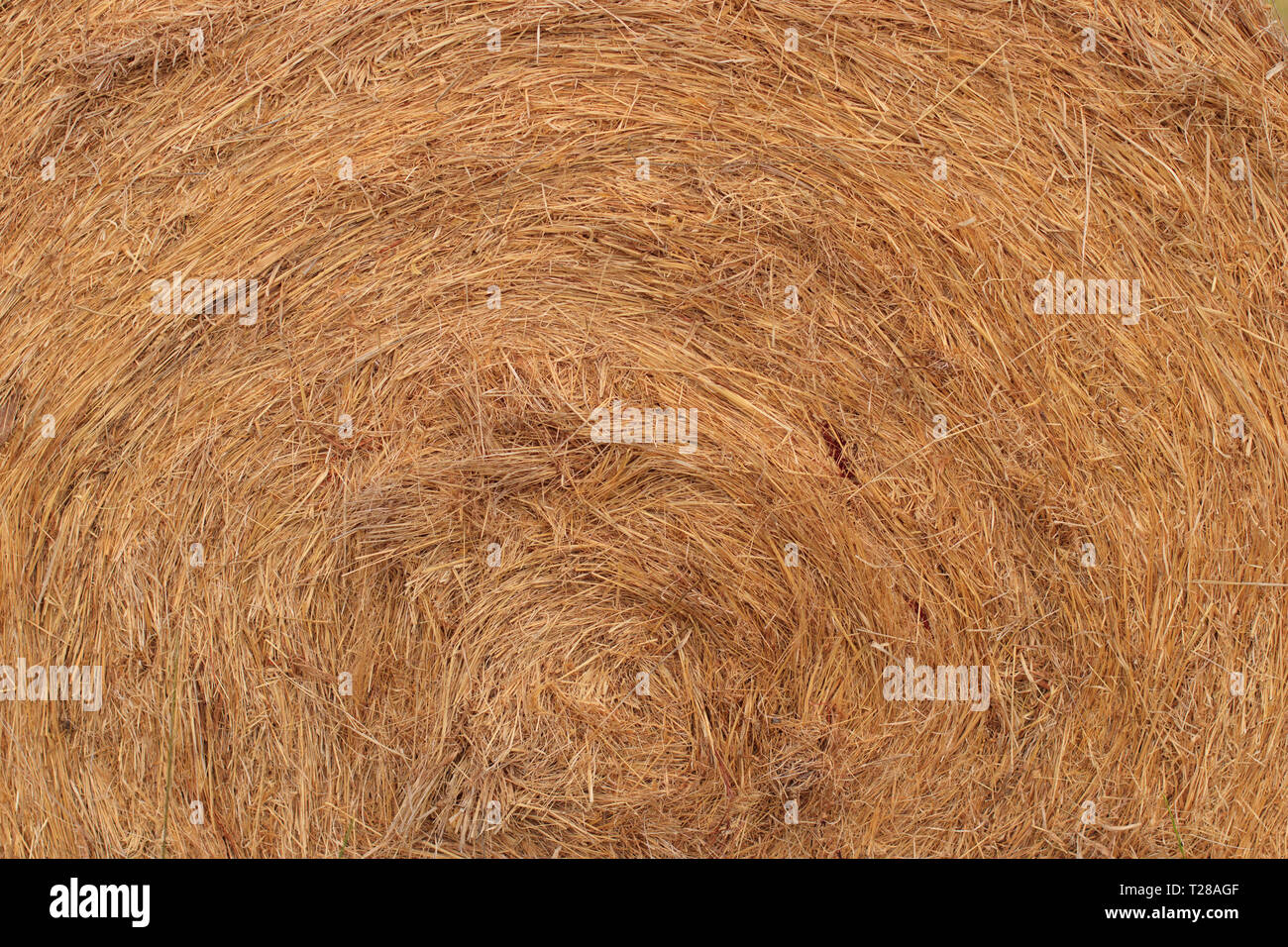 Straw bale texture hi-res stock photography and images - Alamy