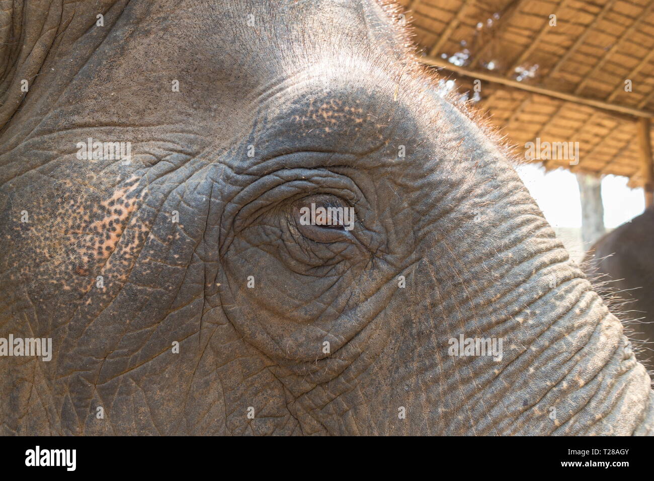 Elephant eyes hi-res stock photography and images - Alamy