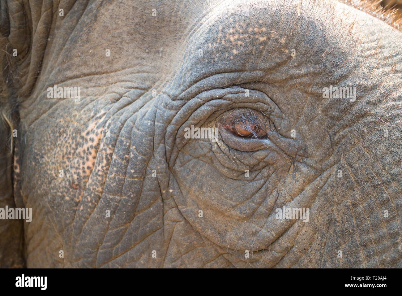 Close-up Asian Elephant eyes Stock Photo - Alamy
