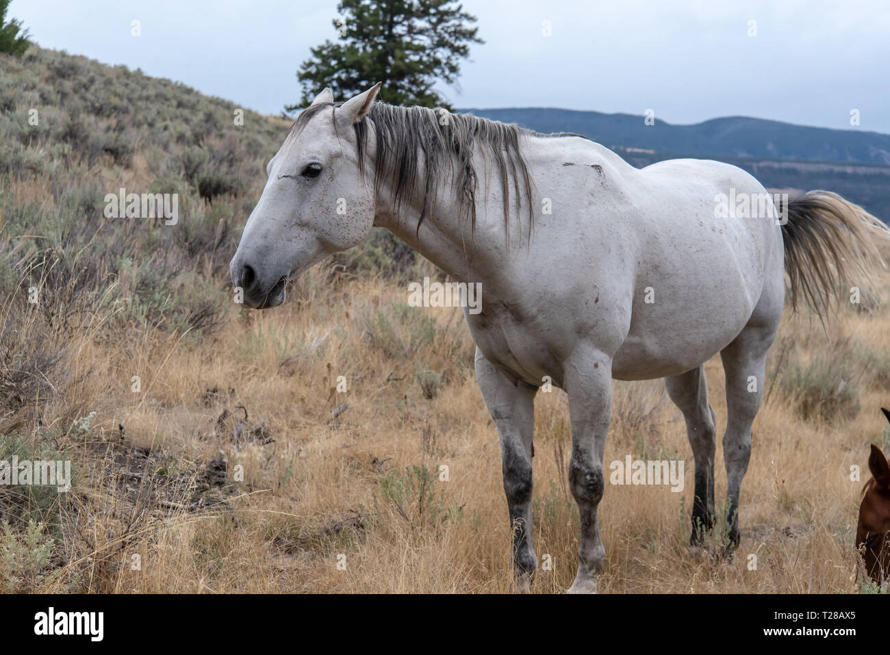White horse grazes in open pasture in the high mountainous country of ...