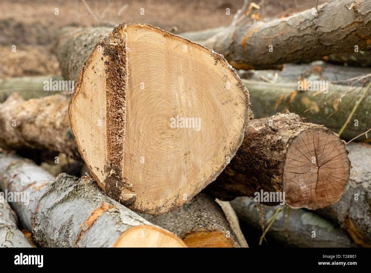 Deforestation logging hi-res stock photography and images - Alamy