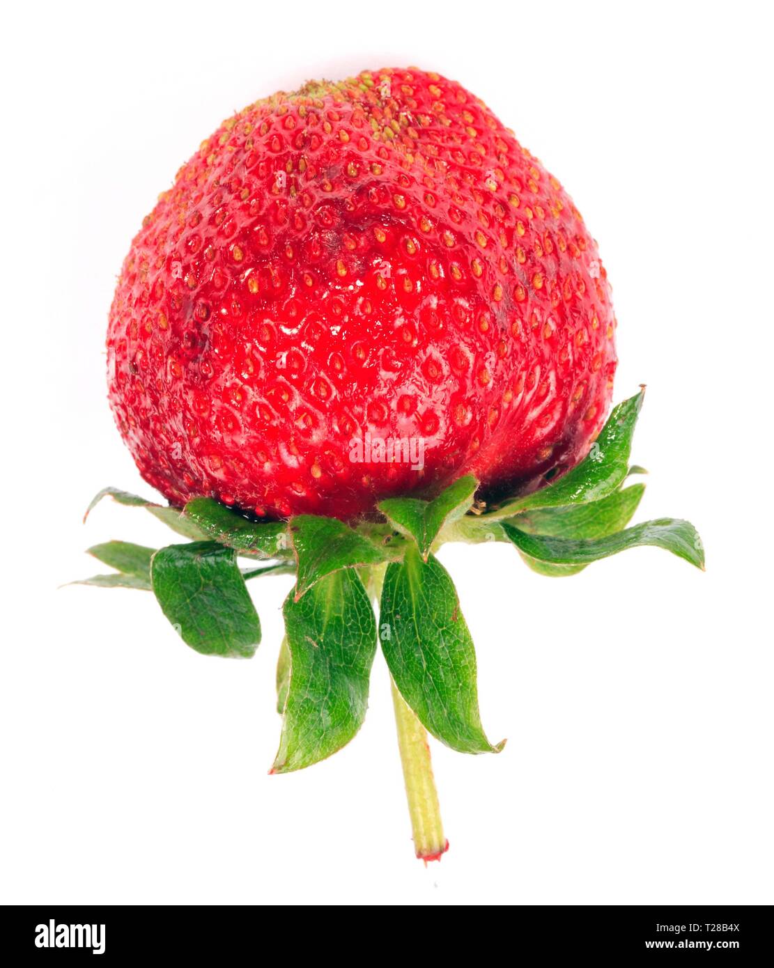 one raw red Strawberry Stock Photo - Alamy