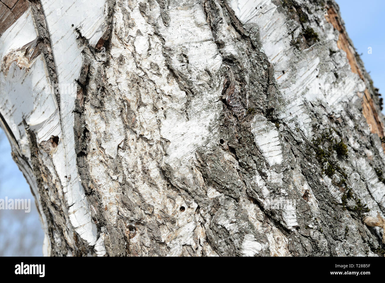 Old birch tree bark close up as texture and background Stock Photo - Alamy