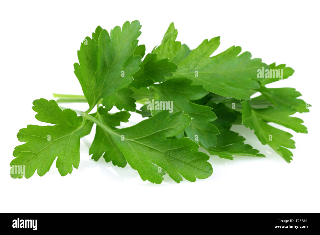 Fresh green parsley isolated on white background Stock Photo - Alamy