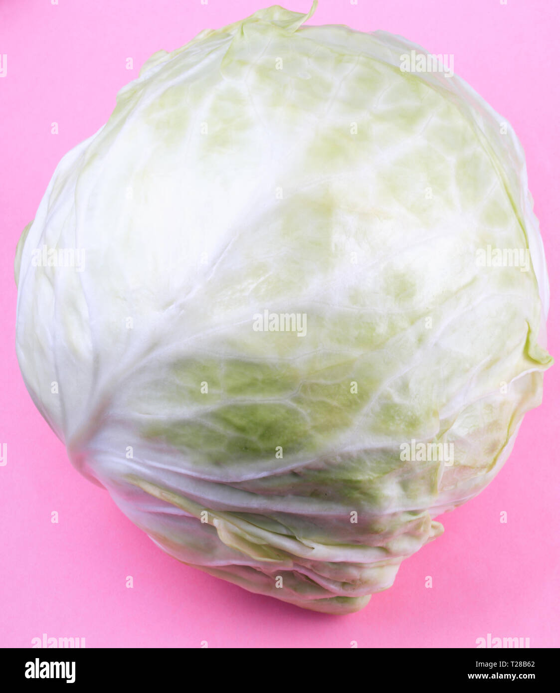 Head of White Cabbage on Pink Background Stock Photo - Alamy