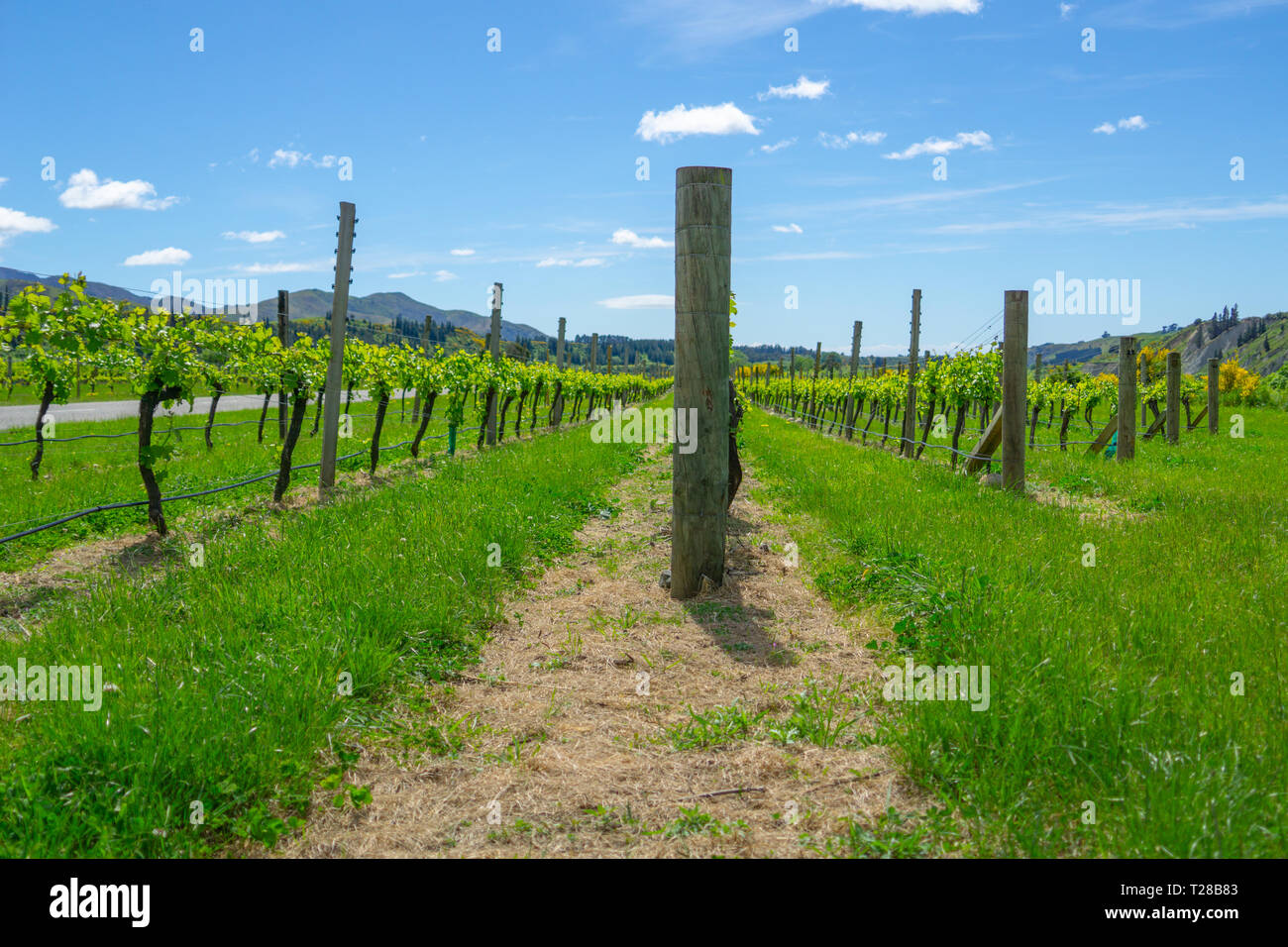 Vineyard vines posts and trellis with bright green spring growth Stock ...