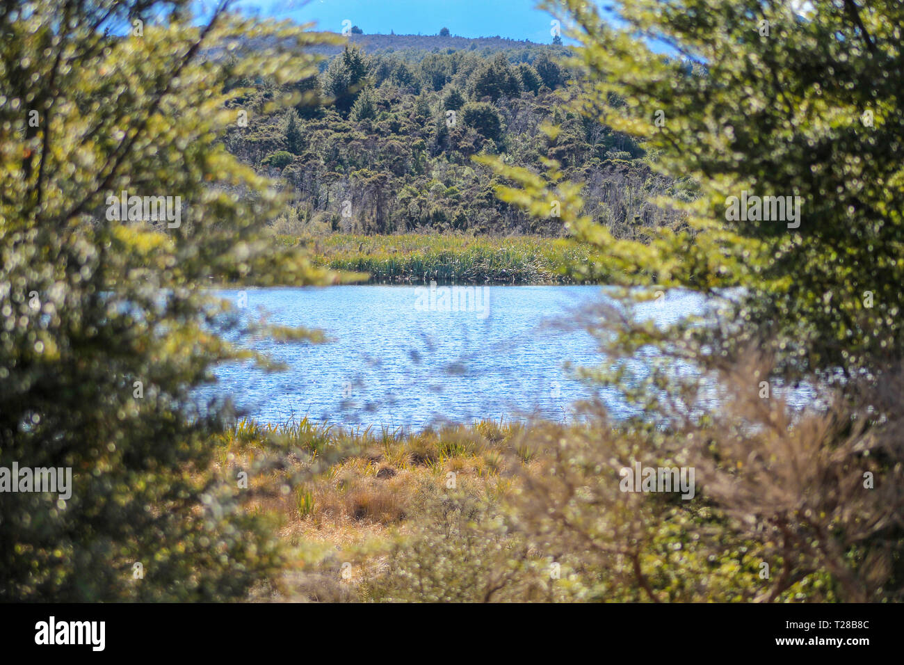Summer mistletoe hi-res stock photography and images - Alamy
