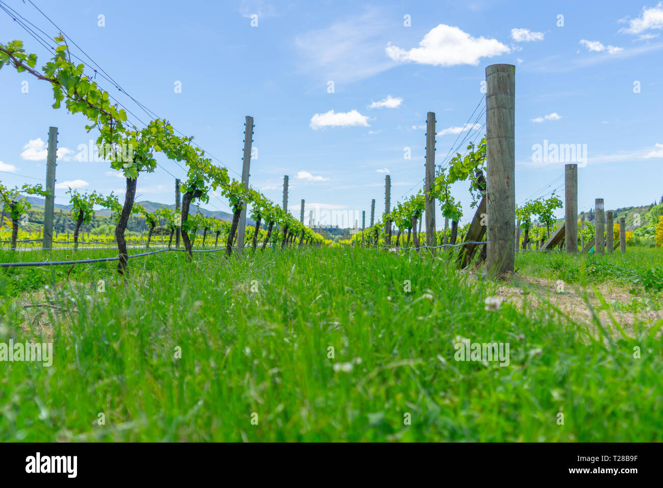 Trellis posts hi-res stock photography and images - Alamy
