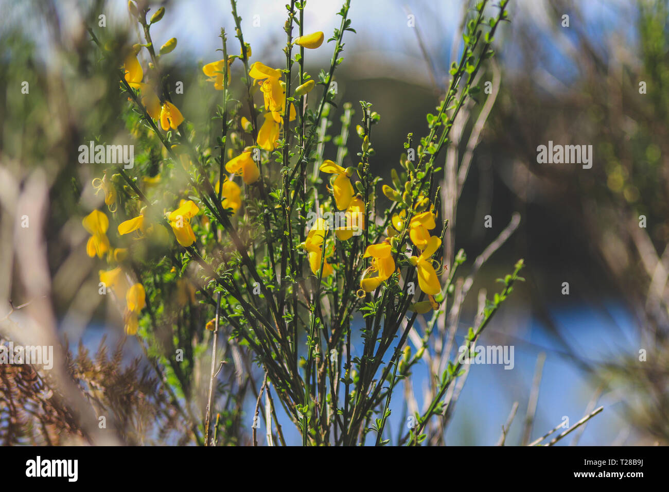 Gorse new zealand hi-res stock photography and images - Alamy