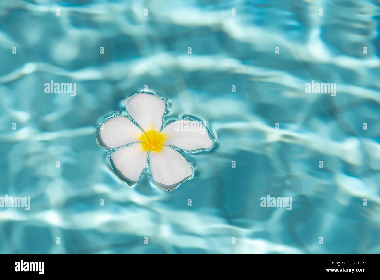 Plumeria flower floating on water hi-res stock photography and images ...