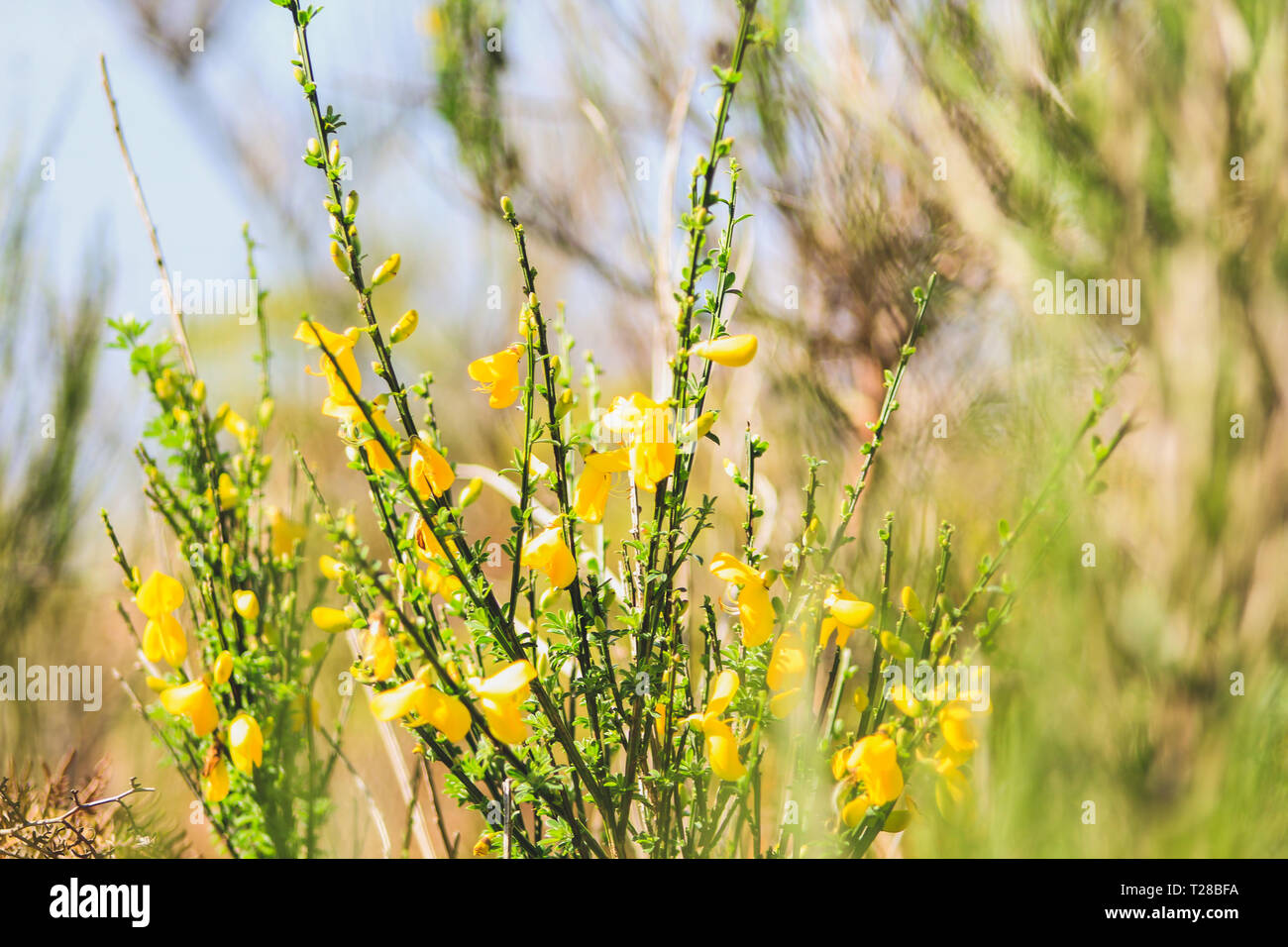 Common gorse at Lake Mistletoe in Southland, South Island, New Zealand ...
