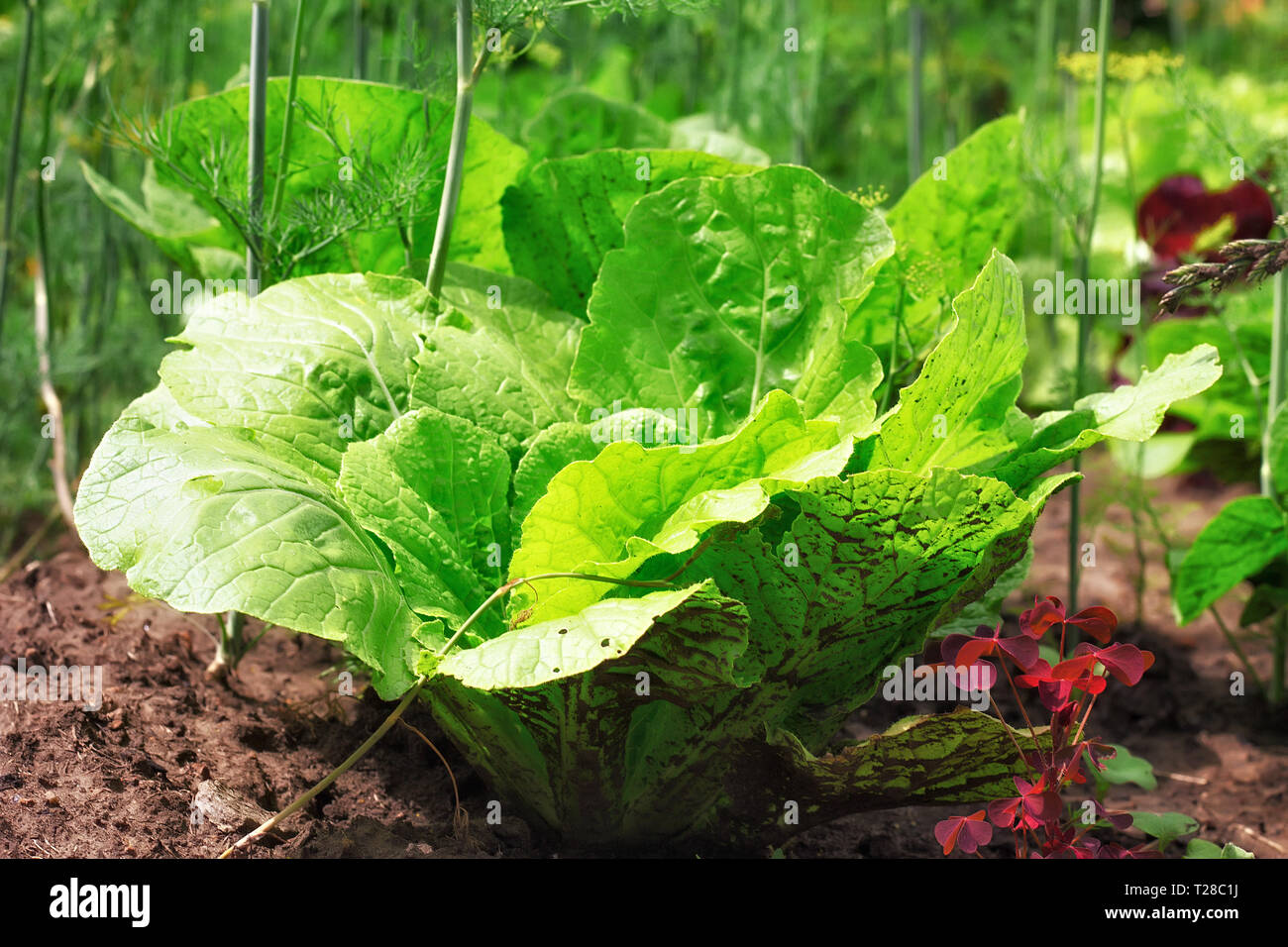 Big cabbage hi-res stock photography and images - Alamy