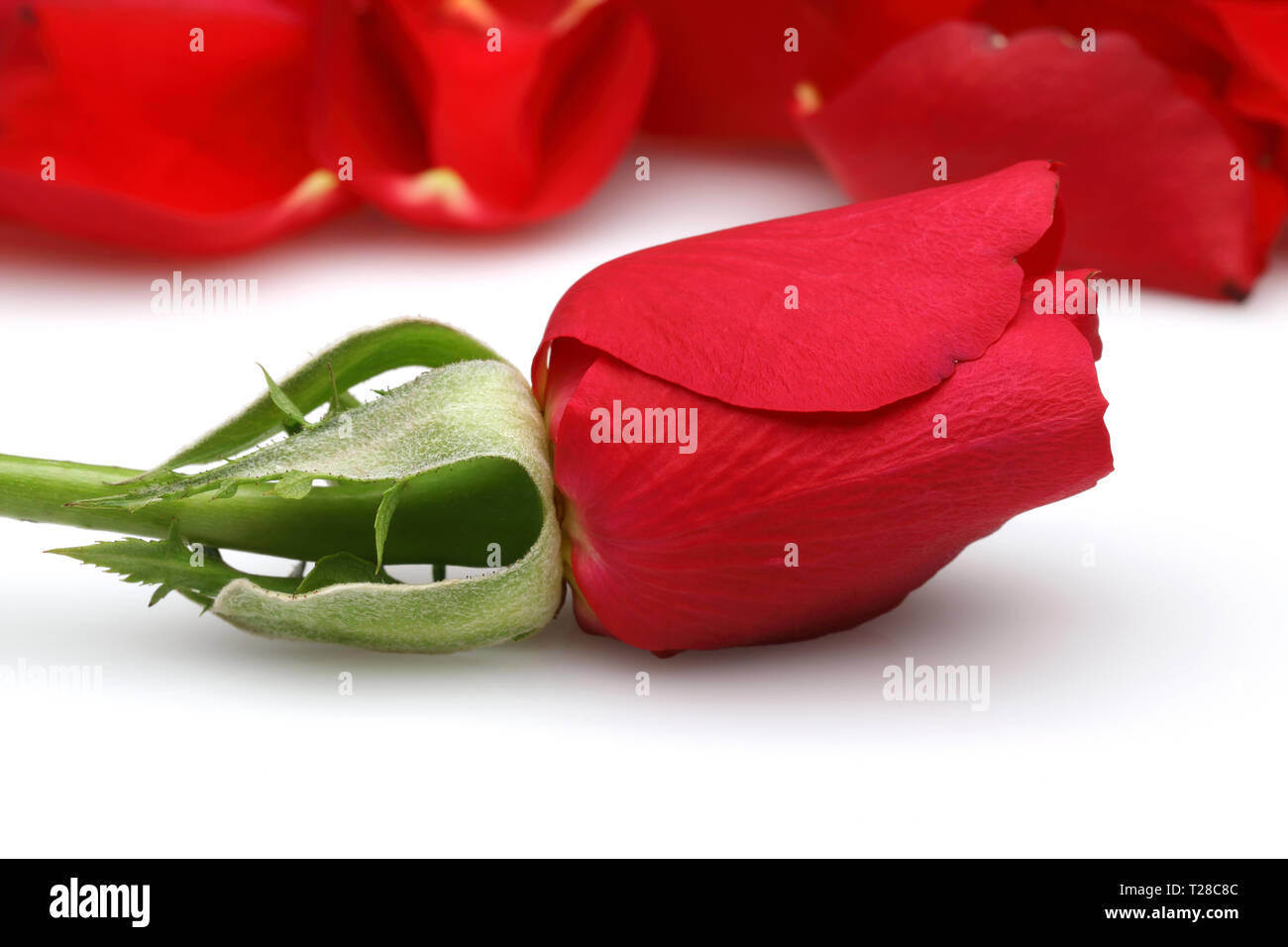 Single red rose and petals isolated on white background Stock Photo - Alamy