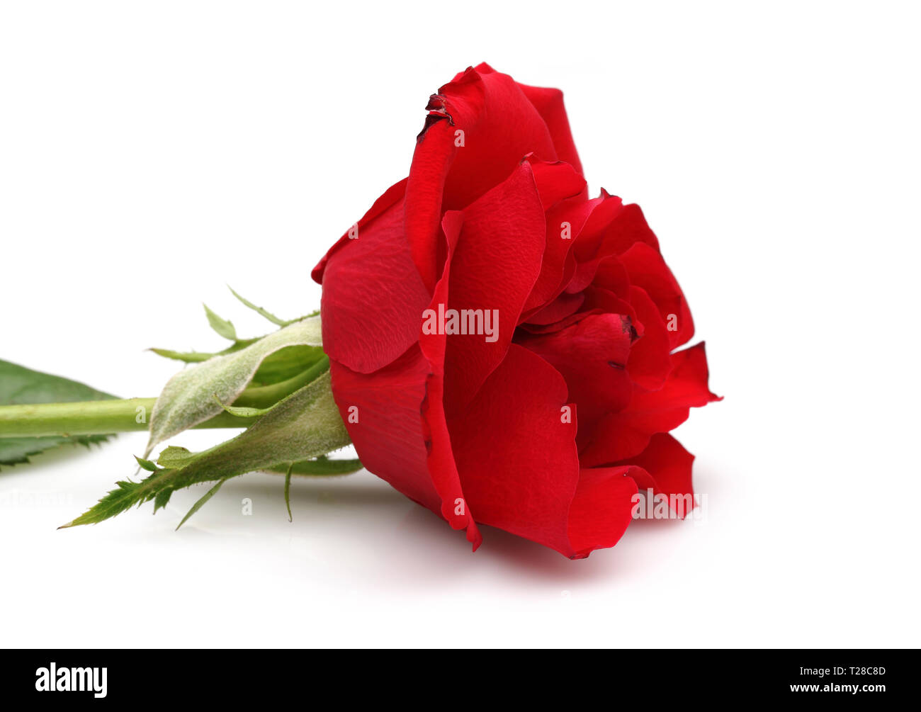 Single red rose isolated on white background Stock Photo - Alamy