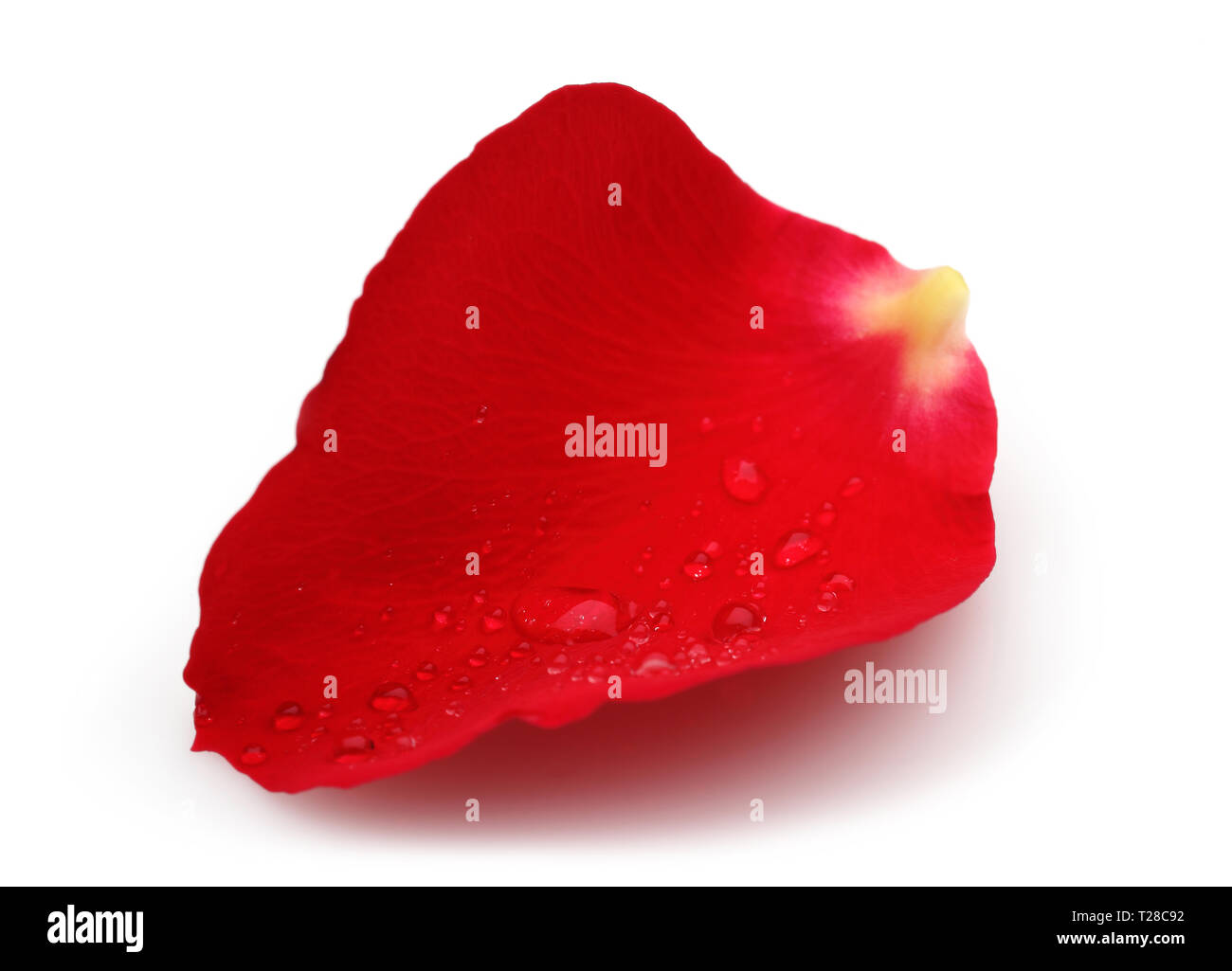 Water drops and single rose petal isolated on white background Stock ...