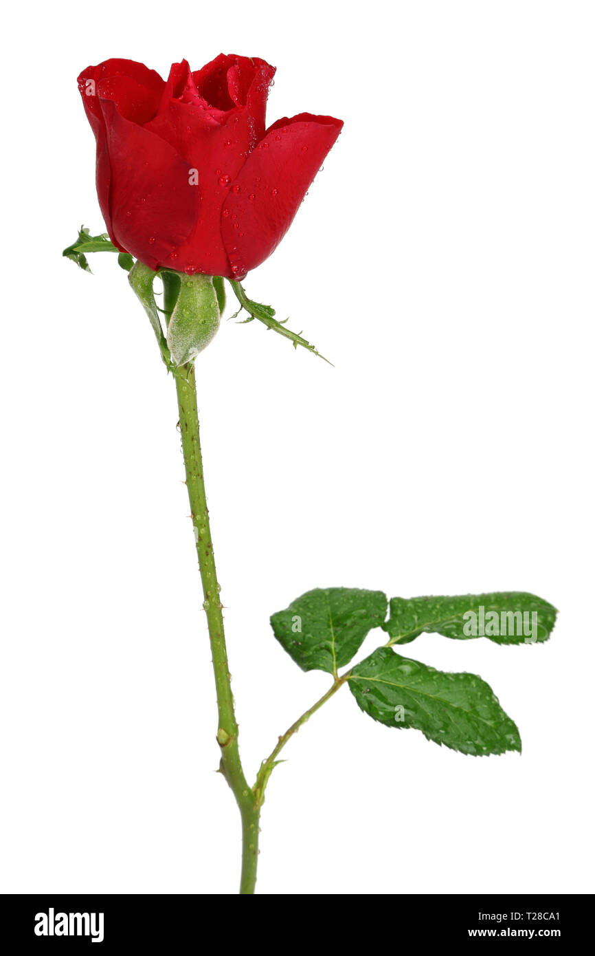 Single red rose isolated on white background Stock Photo - Alamy