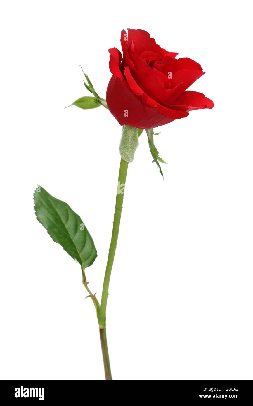 Single red rose isolated on white background Stock Photo - Alamy