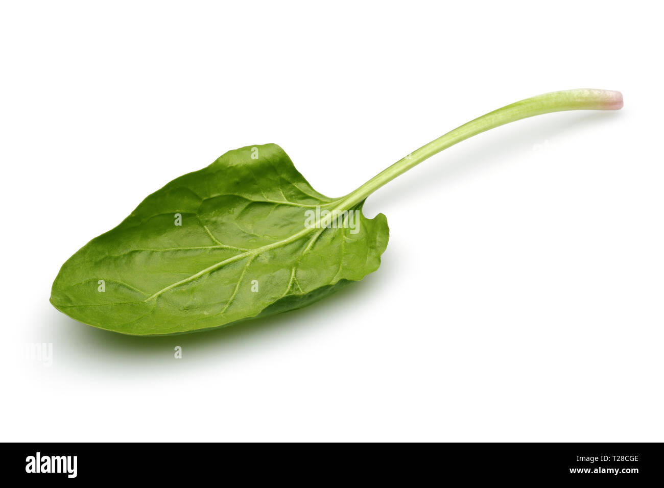 Single Spinach Leaf