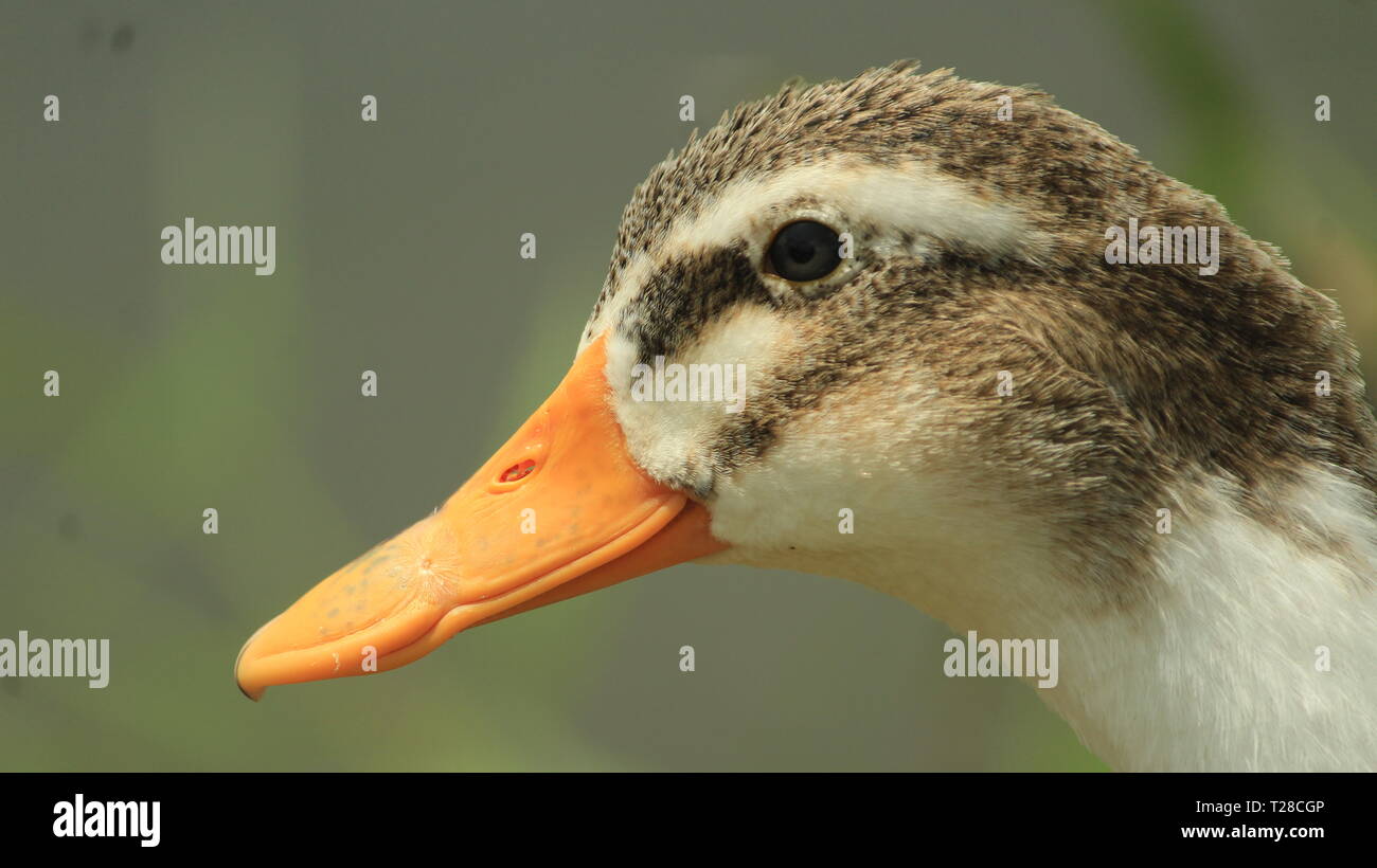 Kerala duck hi-res stock photography and images - Alamy