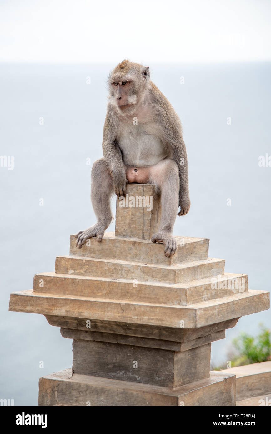 Monkey on pillar hi-res stock photography and images - Alamy