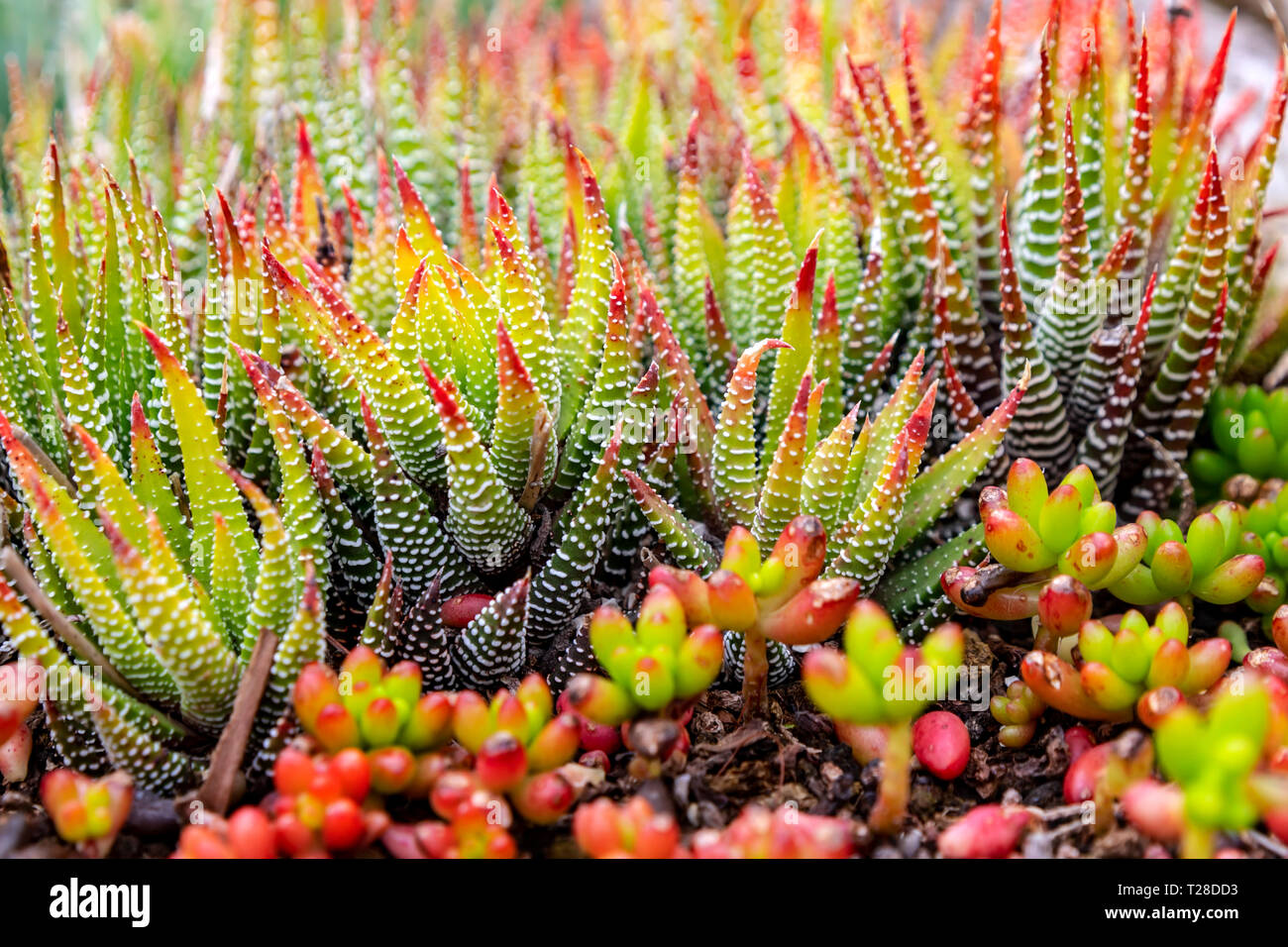 Colorful succulents of different shapes close up Stock Photo - Alamy