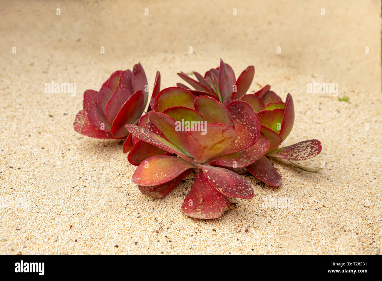 Cactus in the sand hi-res stock photography and images - Alamy