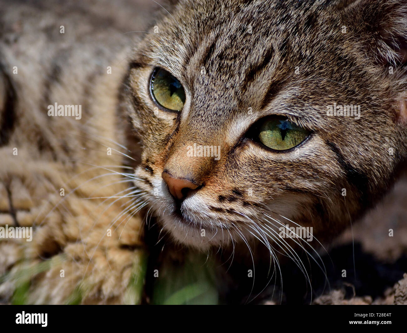 Close up of kitten face Stock Photo - Alamy