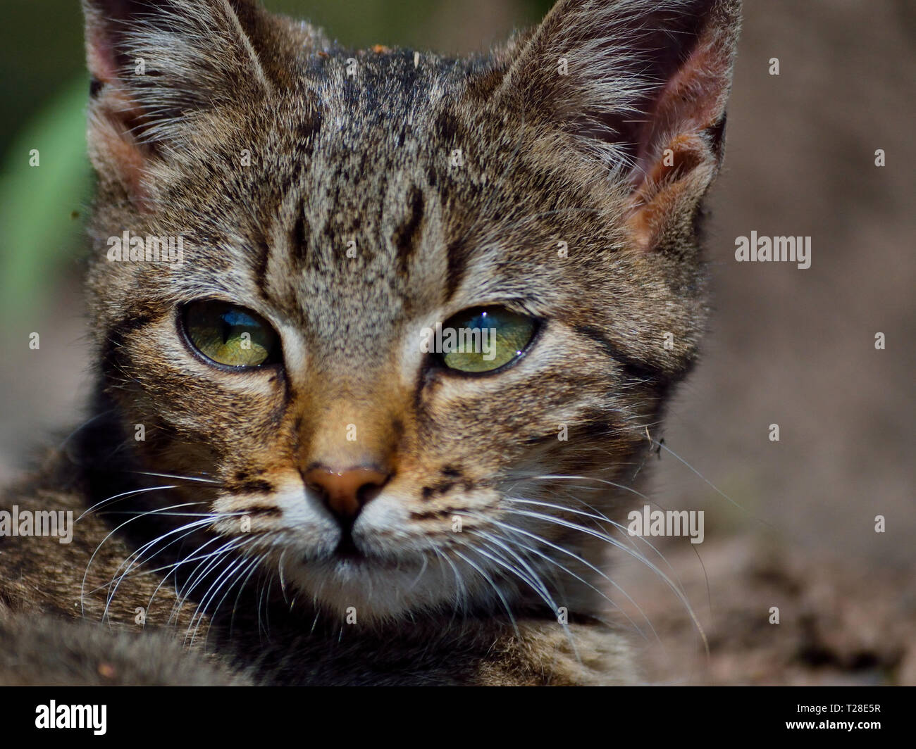 Felis catus face hi-res stock photography and images - Alamy