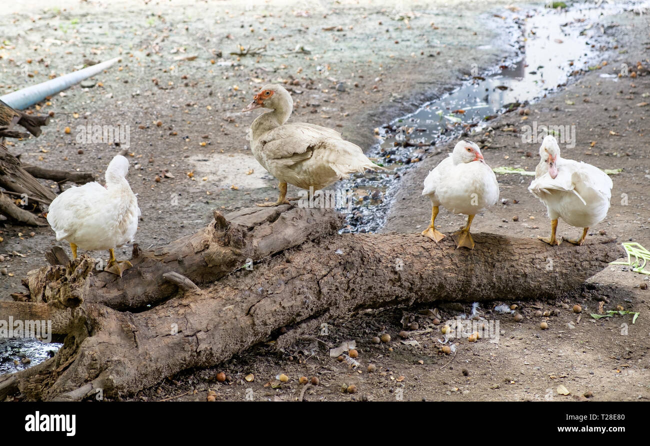 White ducks standing on timber wood Stock Photo - Alamy