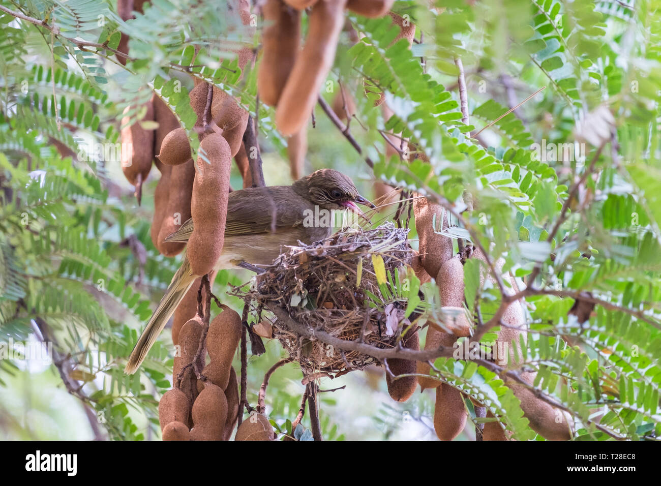 Mother bird perched on tamarind branch to care nest Stock Photo - Alamy
