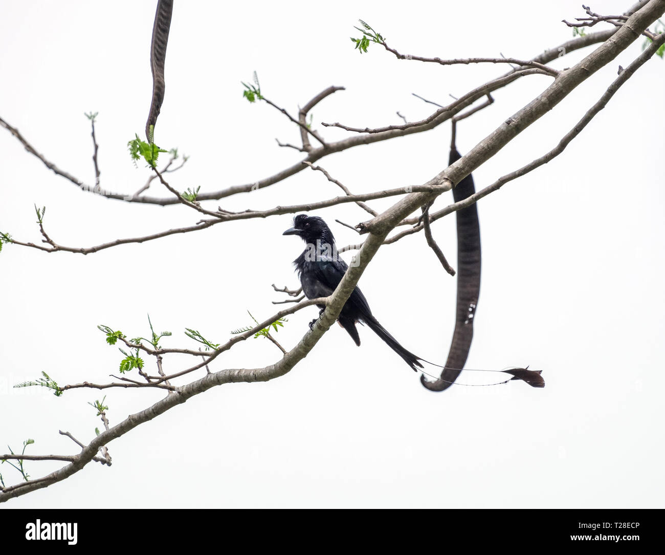 Greater racket tailed hi-res stock photography and images - Alamy