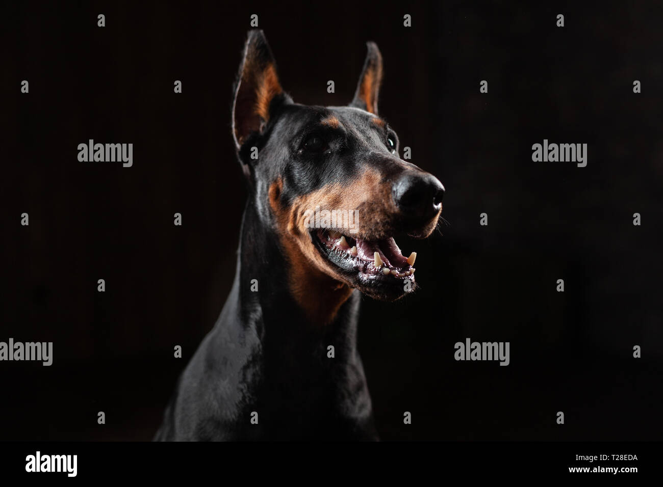 Doberman Pinscher against black background front view Shooting in the ...