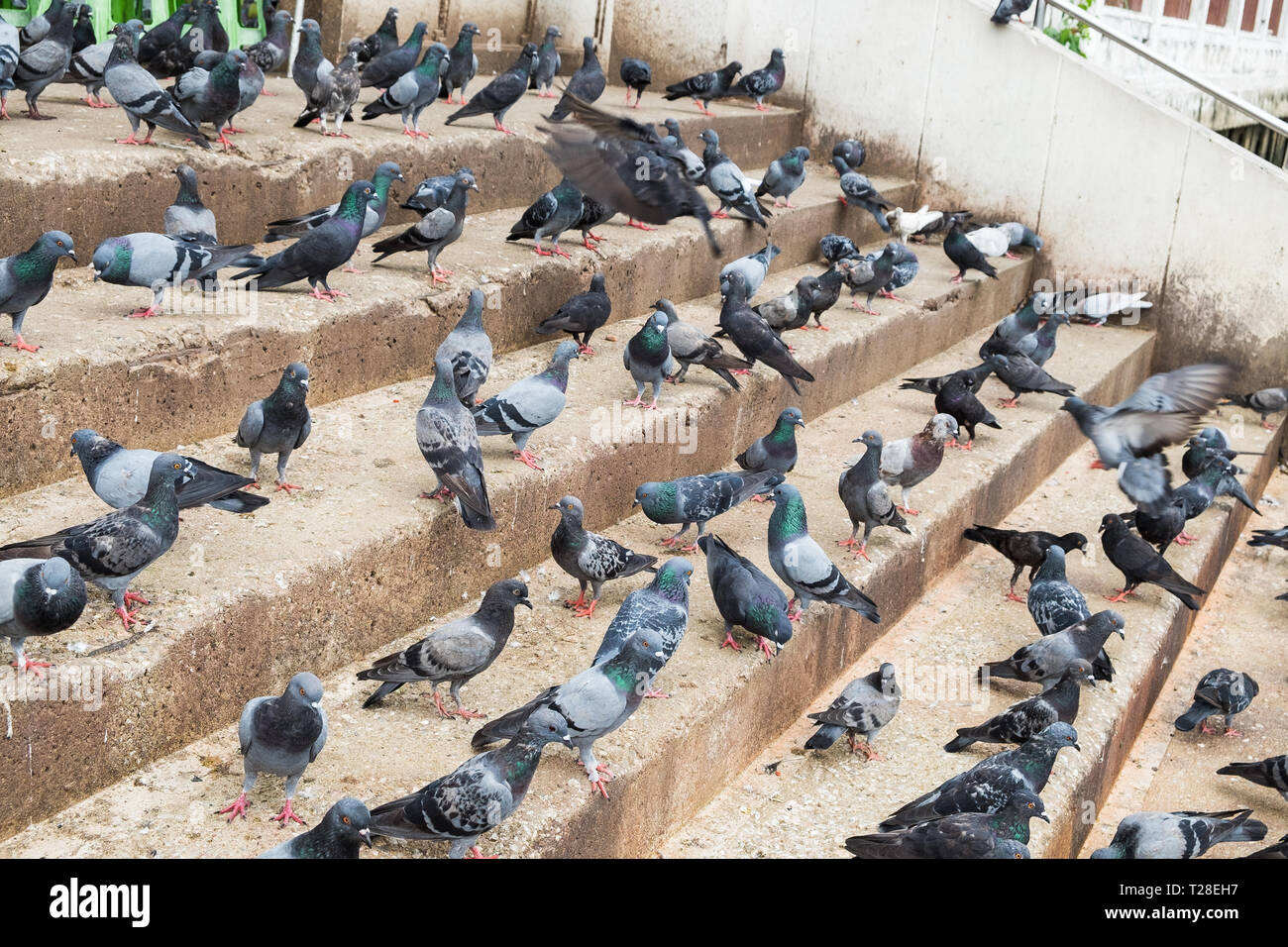 Pigeon many group stand on stair Stock Photo - Alamy