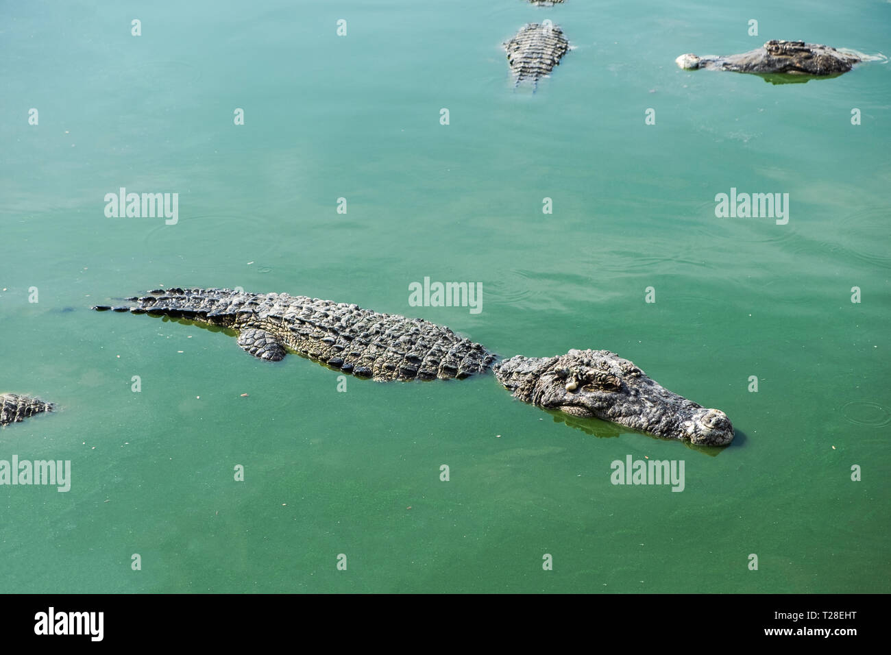 Saltwater crocodile hide hi-res stock photography and images - Alamy