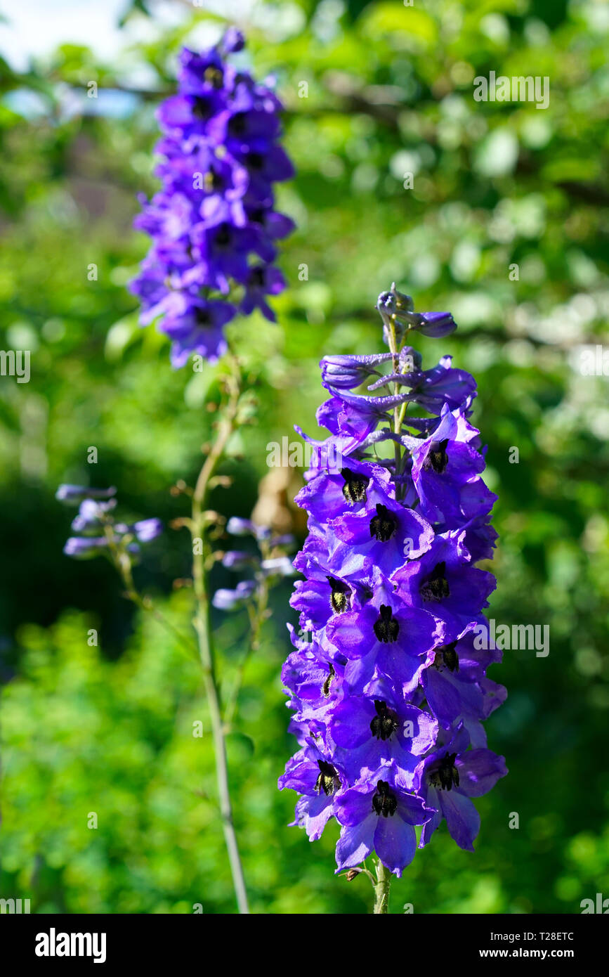 White alpine delphinium blooming hi-res stock photography and images ...
