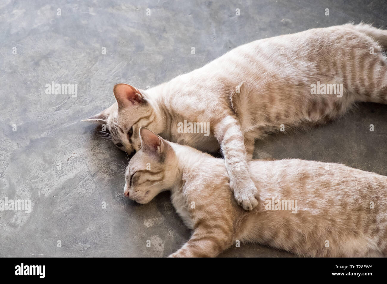 Two cat kitten brethren sleeping hug embrace Stock Photo - Alamy