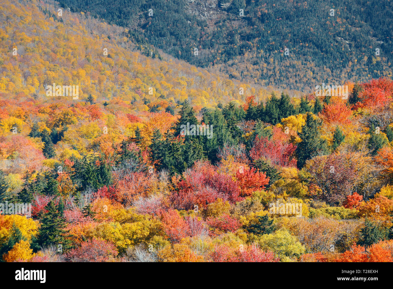 Colorful autumn foliage in white mountain hi-res stock photography and images - Alamy