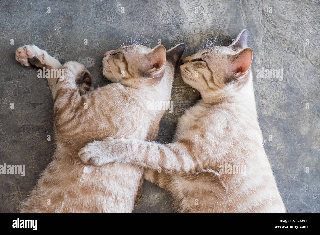 Two cat kitten brethren sleeping hug embrace Stock Photo - Alamy