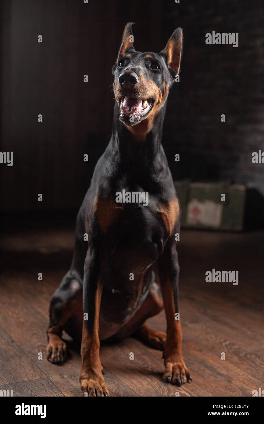 Doberman Pinscher against black background front view Shooting in the ...