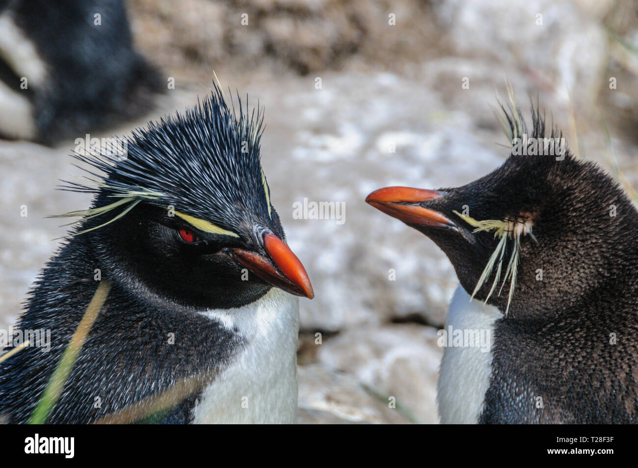 Rockhopper Penguins on Westpoint Island Stock Photo - Alamy