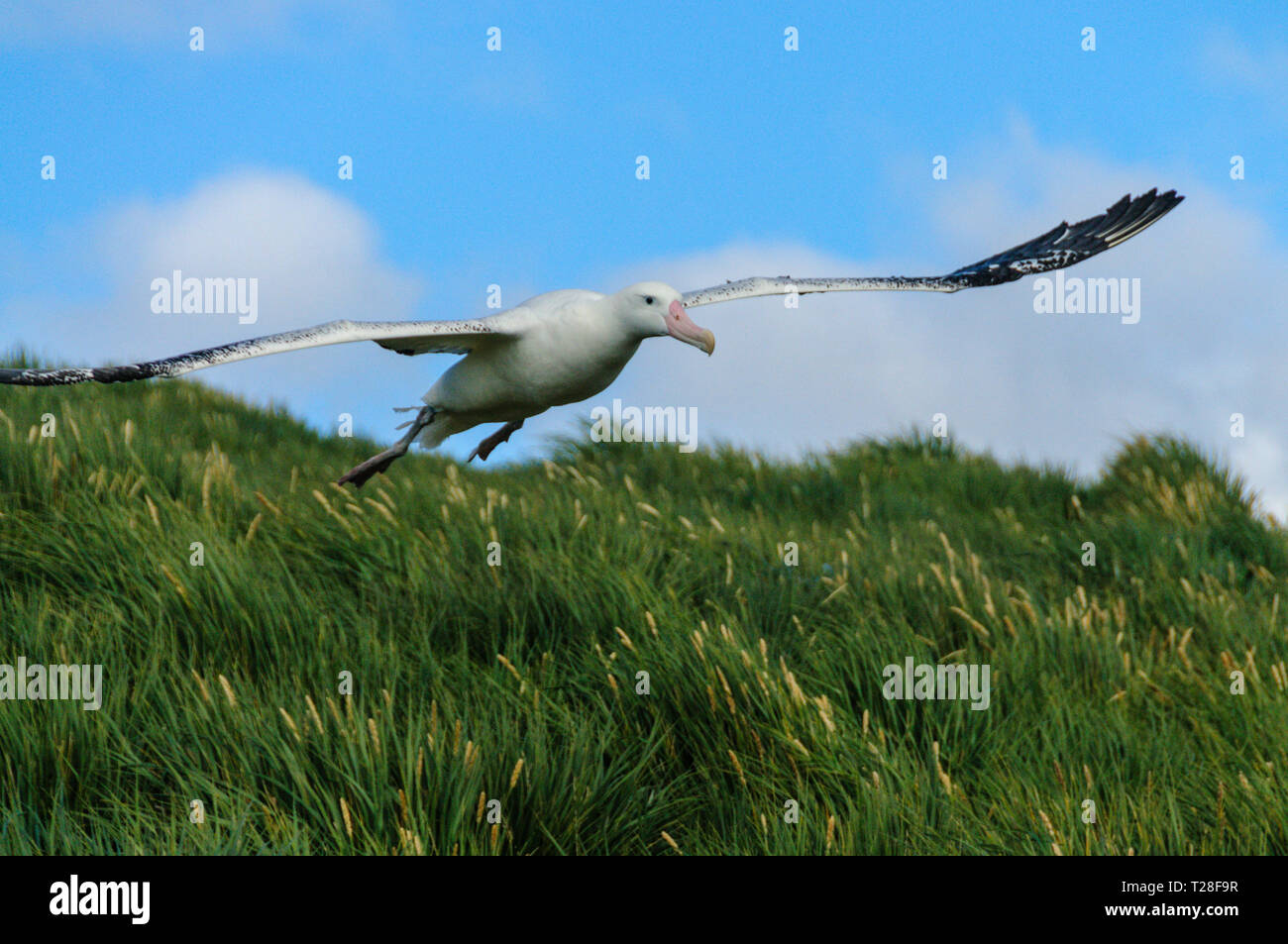 Wandering albatross in flight prion hi-res stock photography and images ...