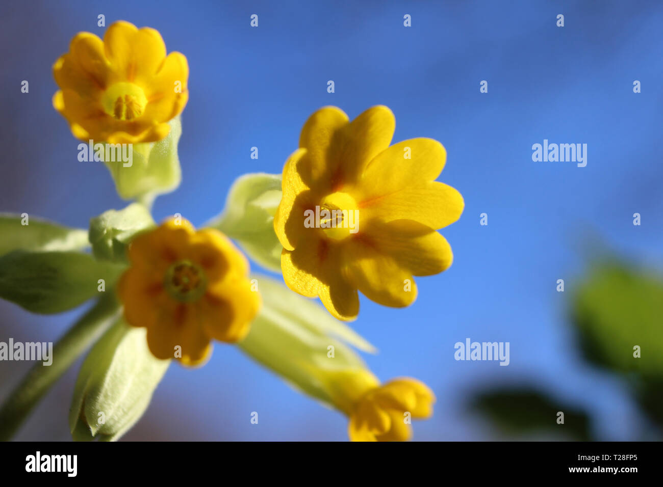 Extreme close up from ground level of the lovely yellow spring flowers ...