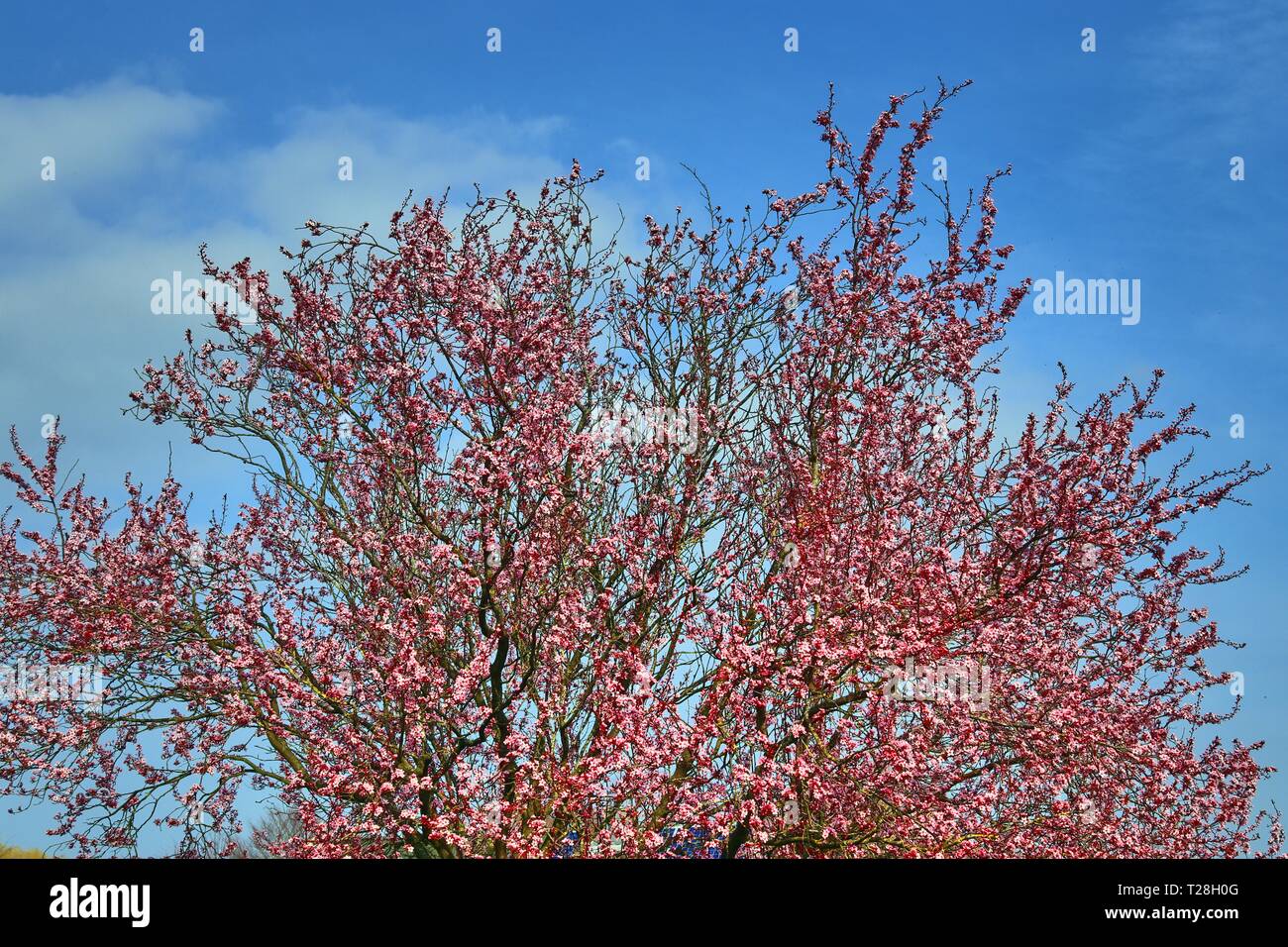 Beautiful blooming plum tree in spring full of pink blossoms Stock ...