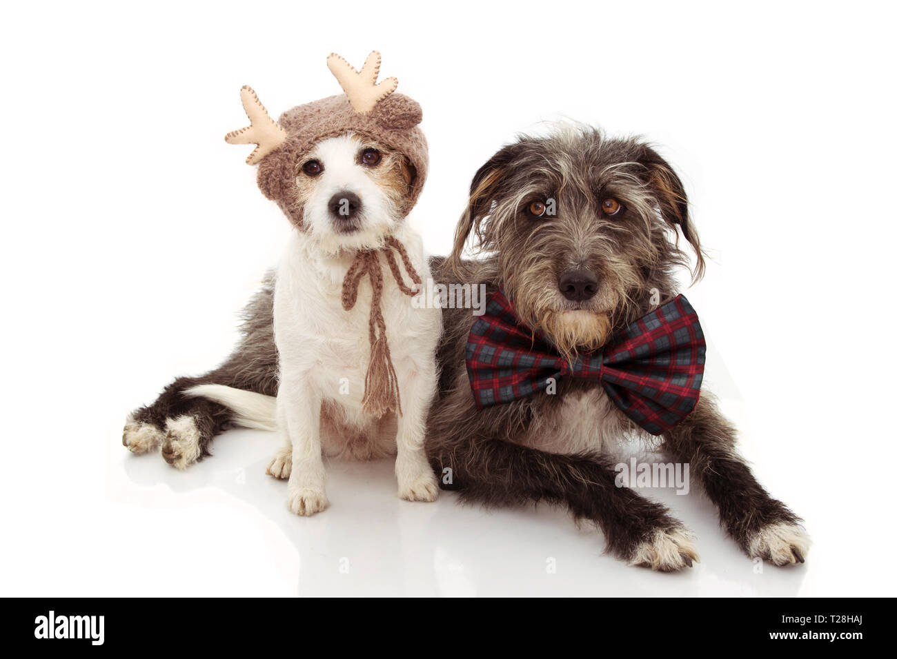 TWO DOGS CELEBRATING CHRISTMAS. JACK RUSSELL AND SHEEPDOG WEARING A ...