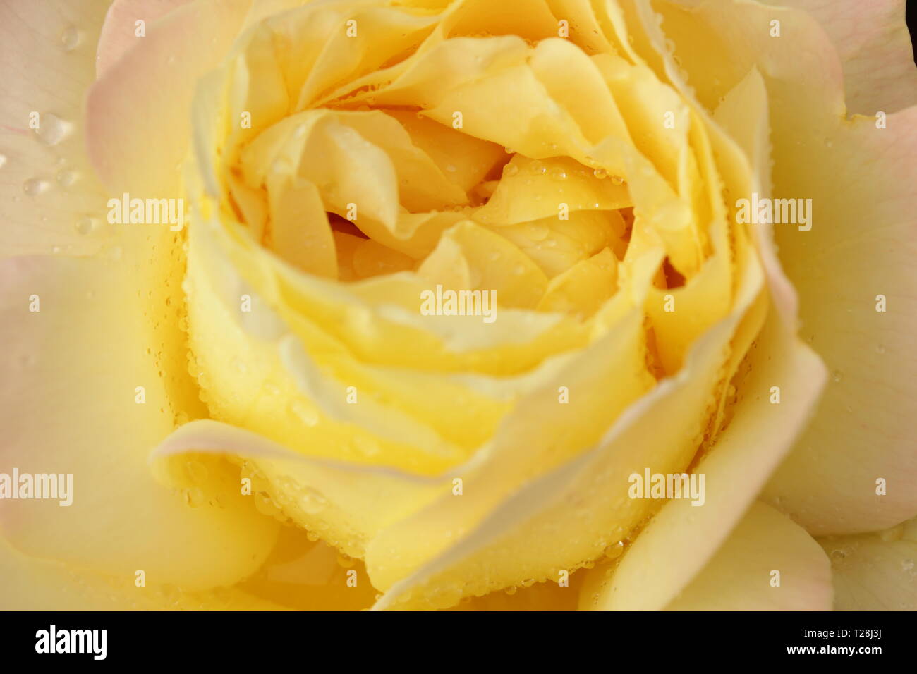 Rose with droplets hi-res stock photography and images - Alamy