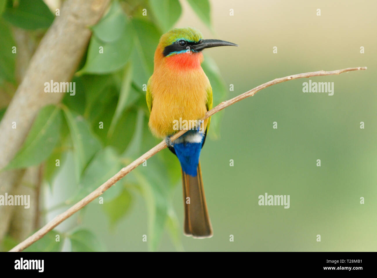 Merops bulocki hi-res stock photography and images - Alamy