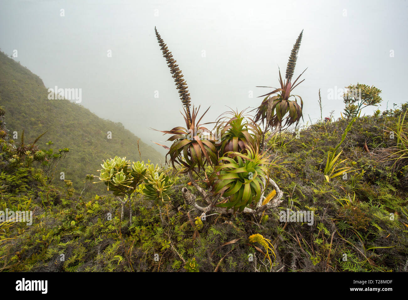 Sub alpine vegetation hi-res stock photography and images - Alamy